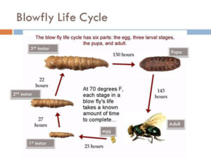 See How Blowflies Help Determine Time of Death - Bio SoCal